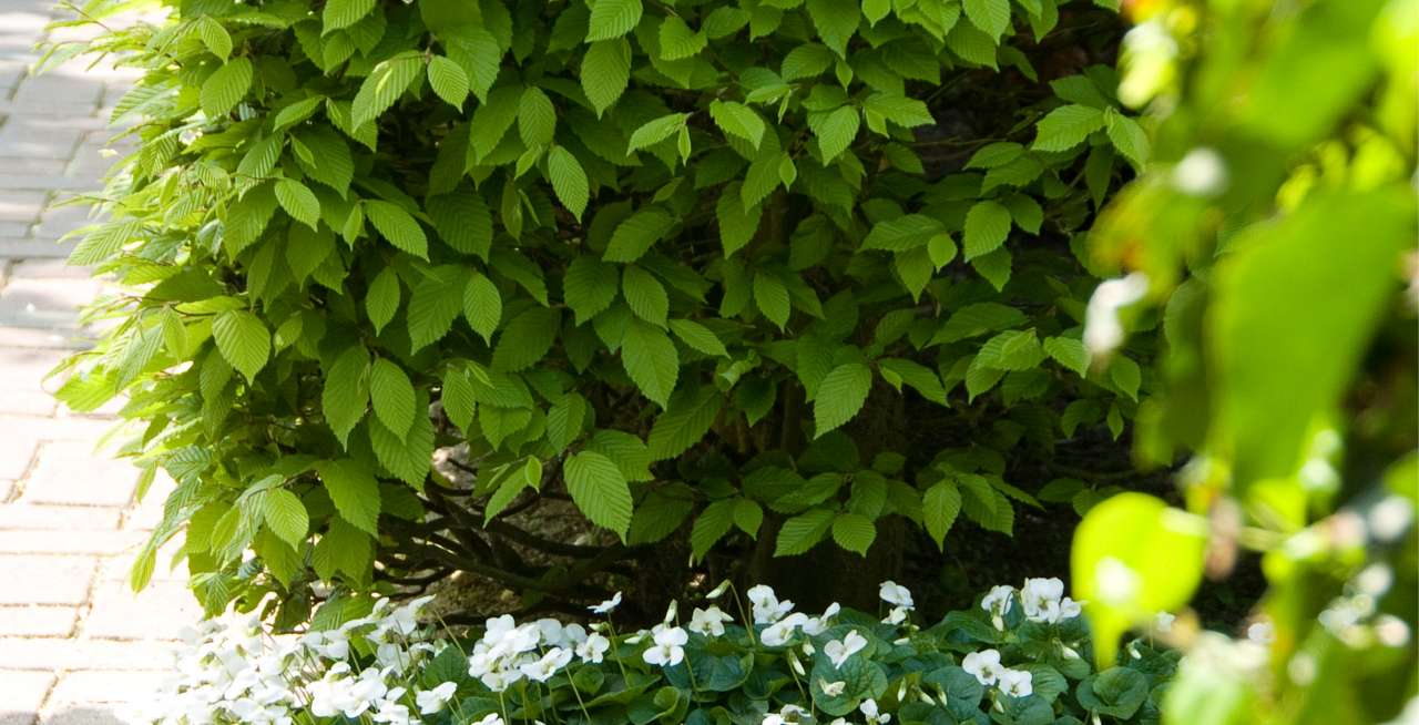 Haagplanten - Tuincentrum Kolbach