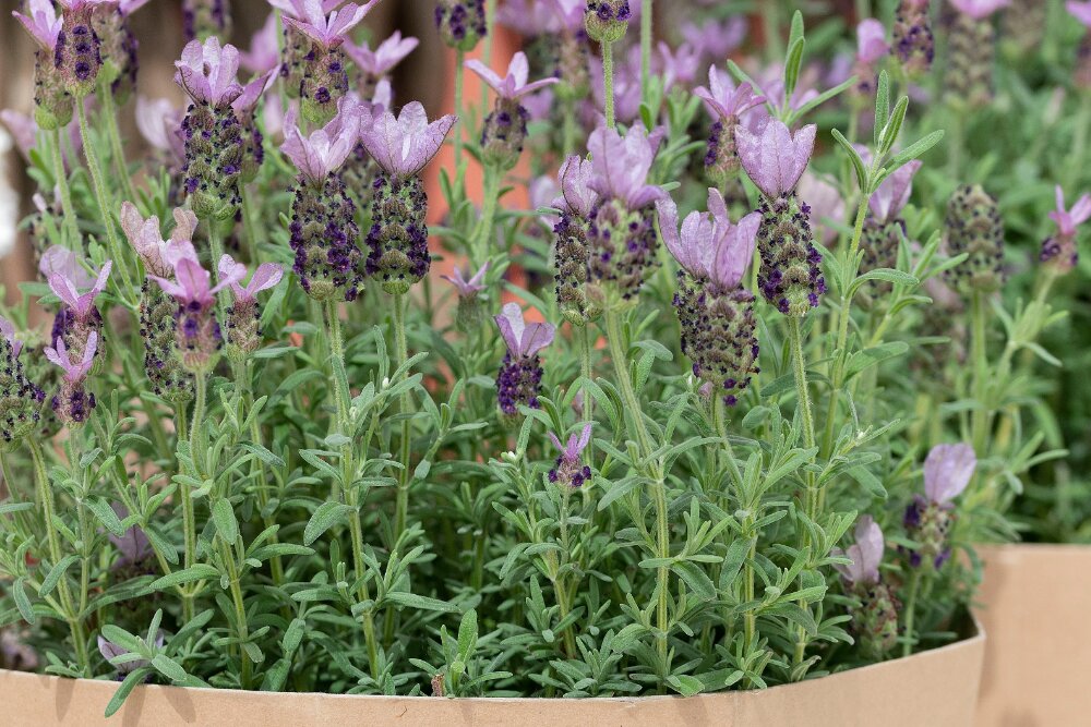De kracht van lavendel: kleur, geur en rust in je tuin