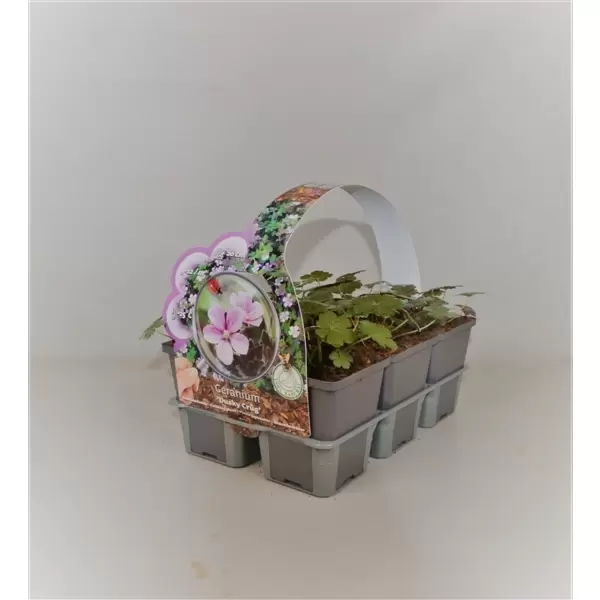 Geranium ses. 'Dusky Crûg' 6-pack P9 - Tuincentrum Kolbach